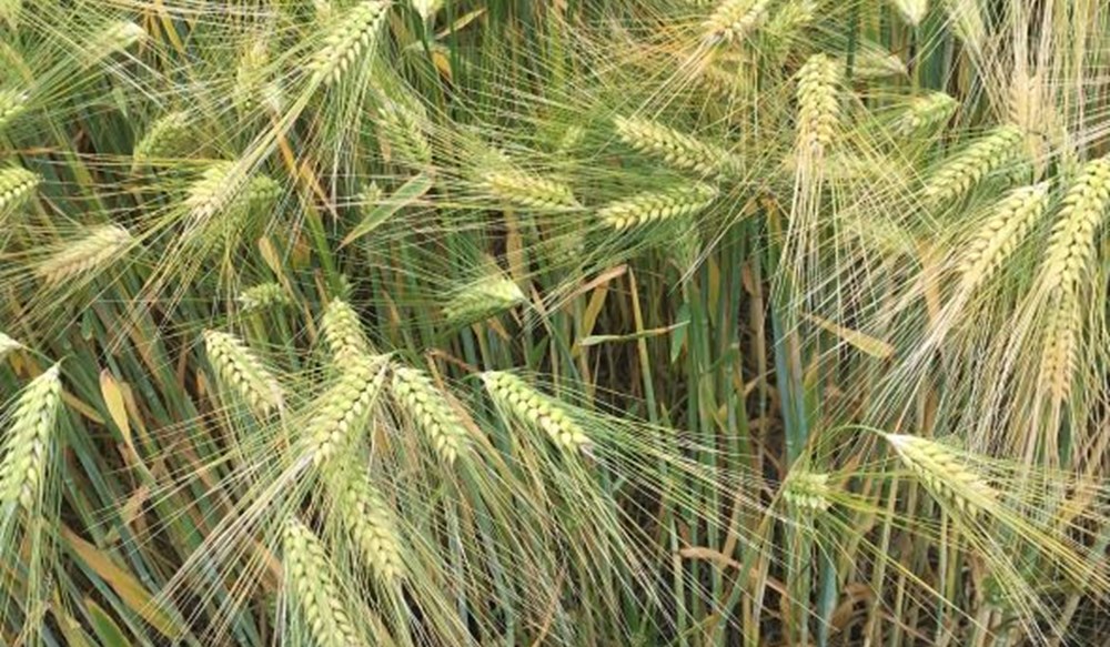 Winter barley Vale of Belvoir